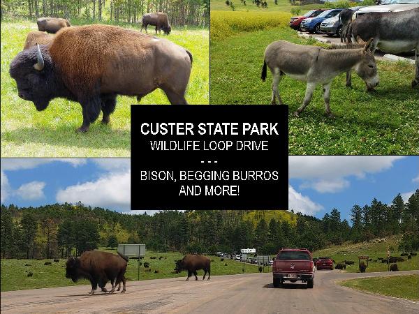 Begging Burros HATE Rutabagas (Our Custer State Park Wildlife Adventure ...